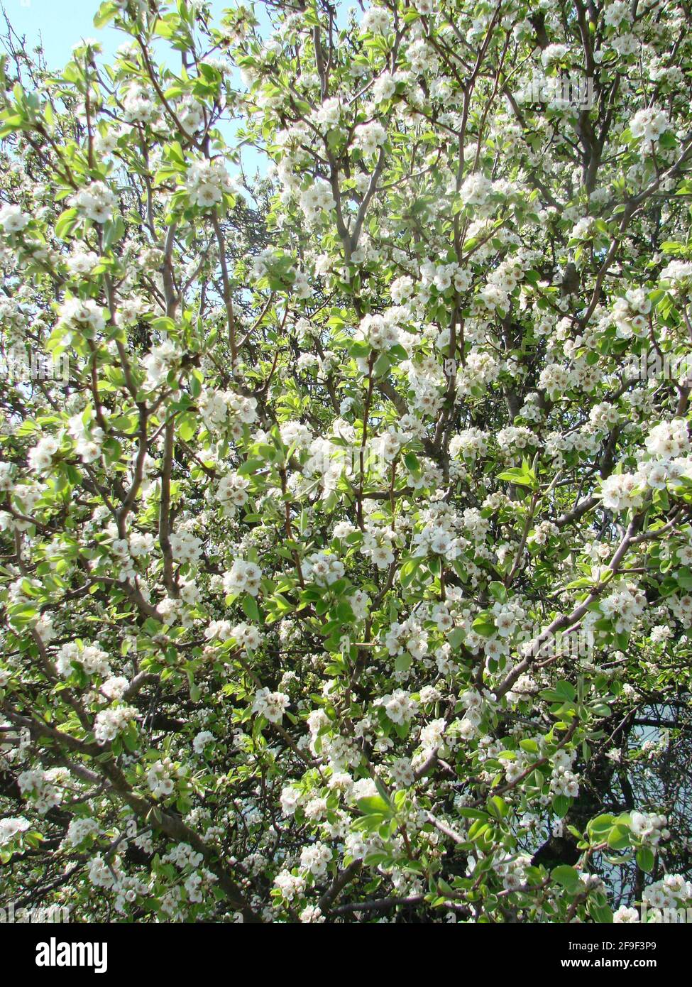 Pollination of flowers by bees pears. White pear flowers is a source of ...
