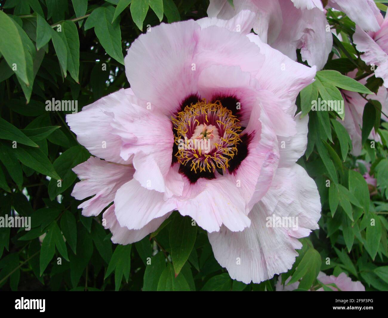 Pink Peony flower, Paeonia suffruticosa, in garden . important symbol ...