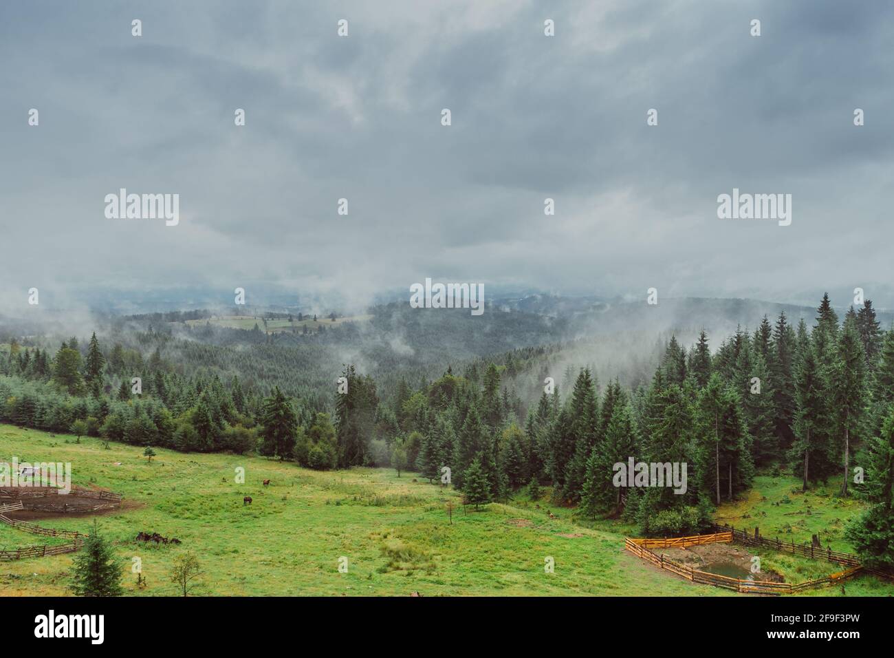 A scenic view of a fir forest with a misty day in the countryside Stock ...