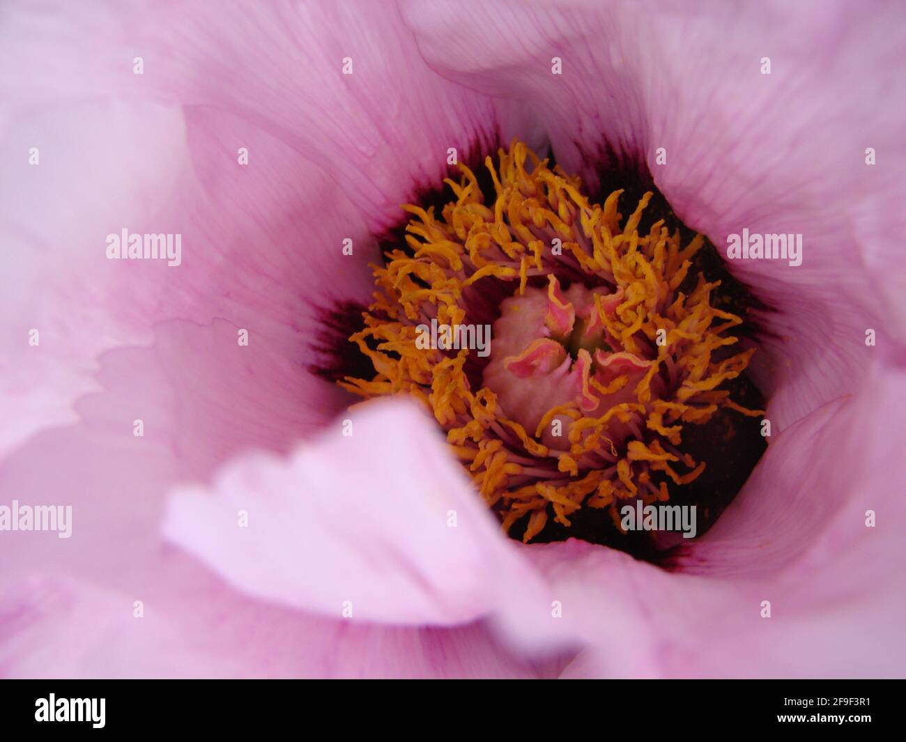 Pink Peony flower, Paeonia suffruticosa, in garden . important symbol ...