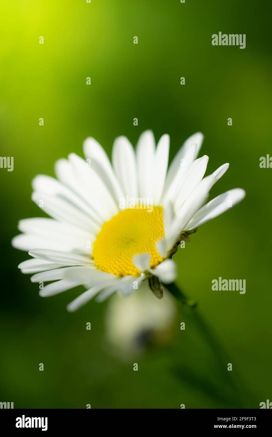 chamomile flower close-up a blurred background Stock Photo - Alamy