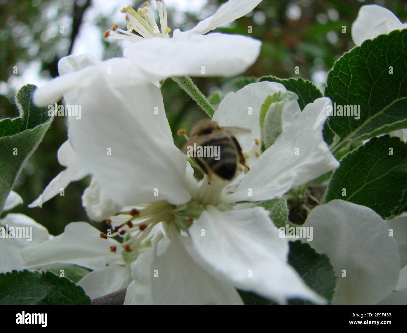 The bee sits on a flower of a bush blossoming apple-tree and pollinates ...
