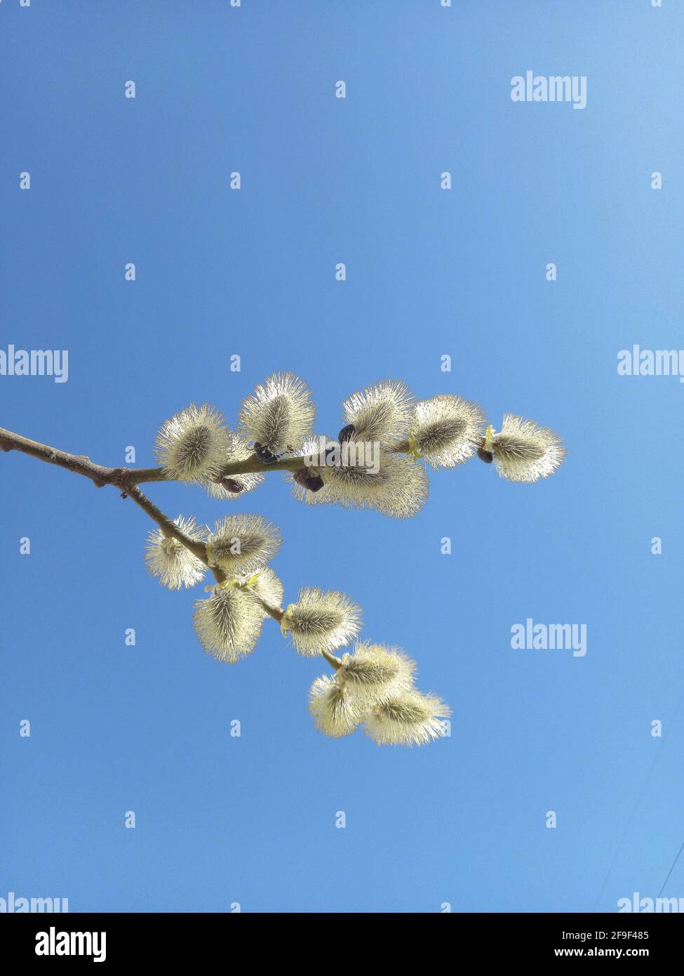 A branch of willow, willow fluffy against a clear blue sky. Place for ...