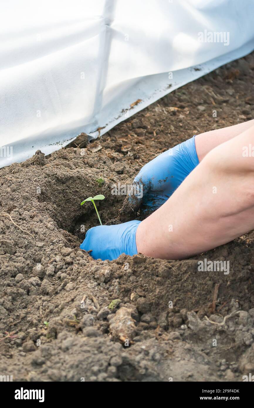 Young fresh cucumber seedling stands in plastic pots. cultivation of ...