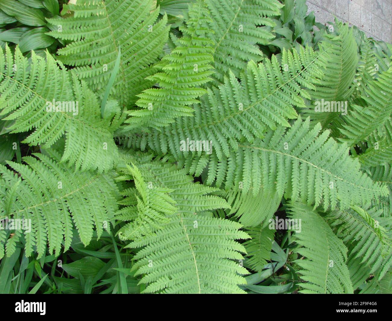 Perfect natural fern pattern. Beautiful background made with young ...