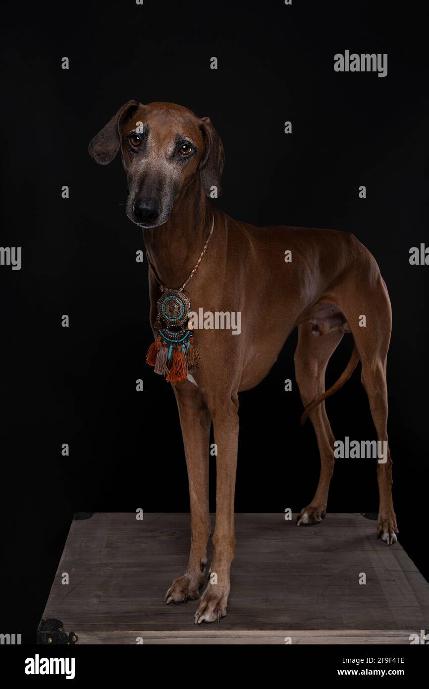 A Portrait of a Azawakh dog an african dog breed which is tall and slim ...