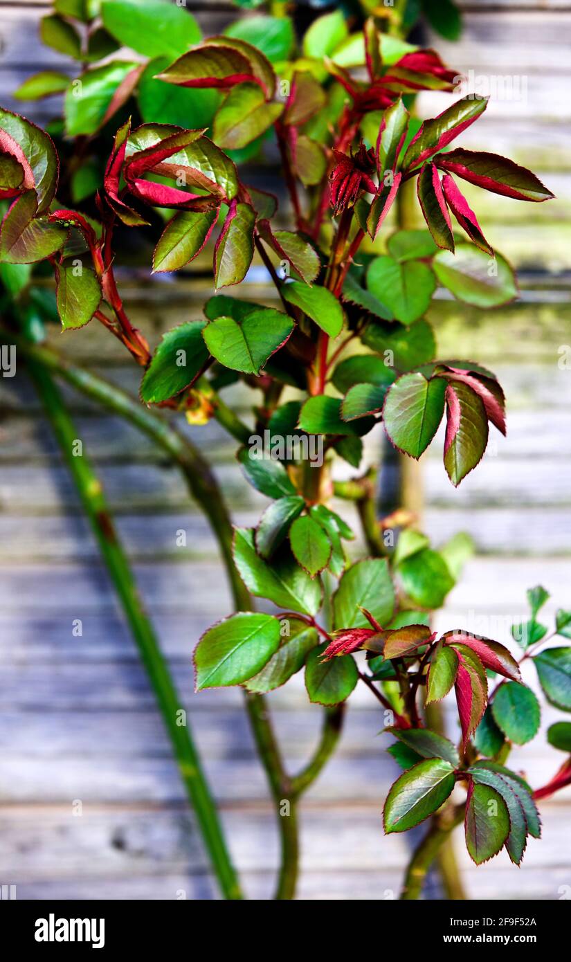 Stunning new foliage of the David Austin climbing rose “James Galway ...