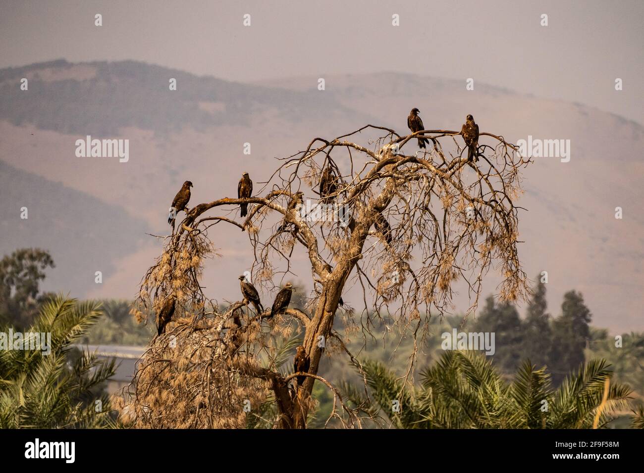 Kite in tree hi-res stock photography and images - Alamy