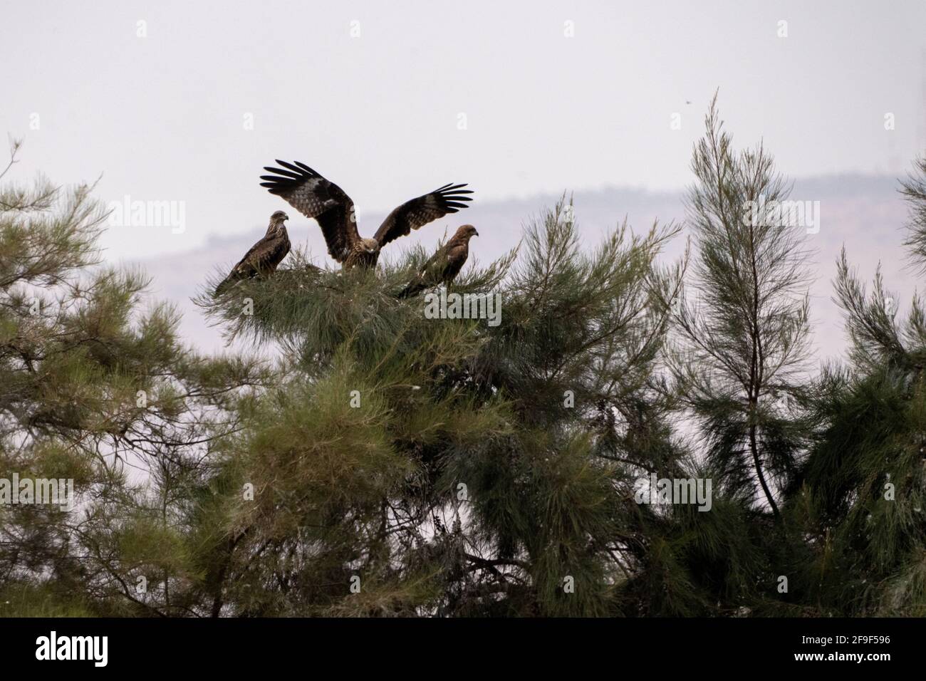 Kite in tree hi-res stock photography and images - Alamy