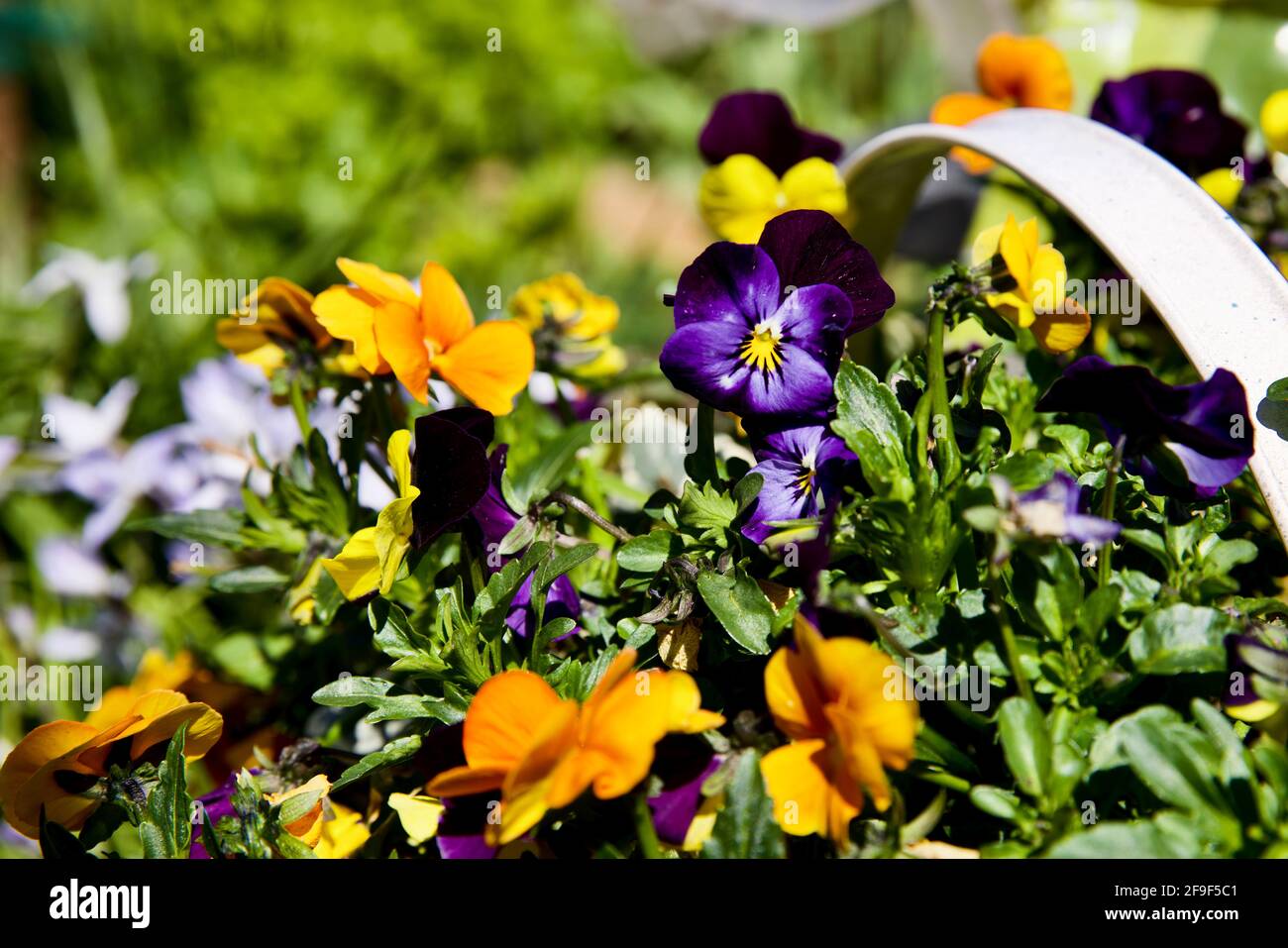 Beautiful display of mixed Violas Stock Photo - Alamy