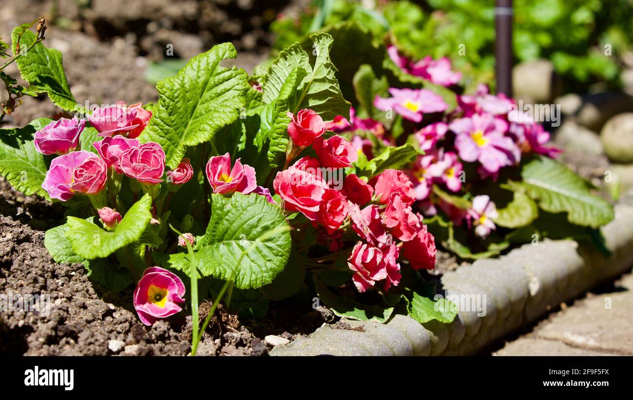 Primula ‘Primlet Pink Shades’ Stock Photo - Alamy