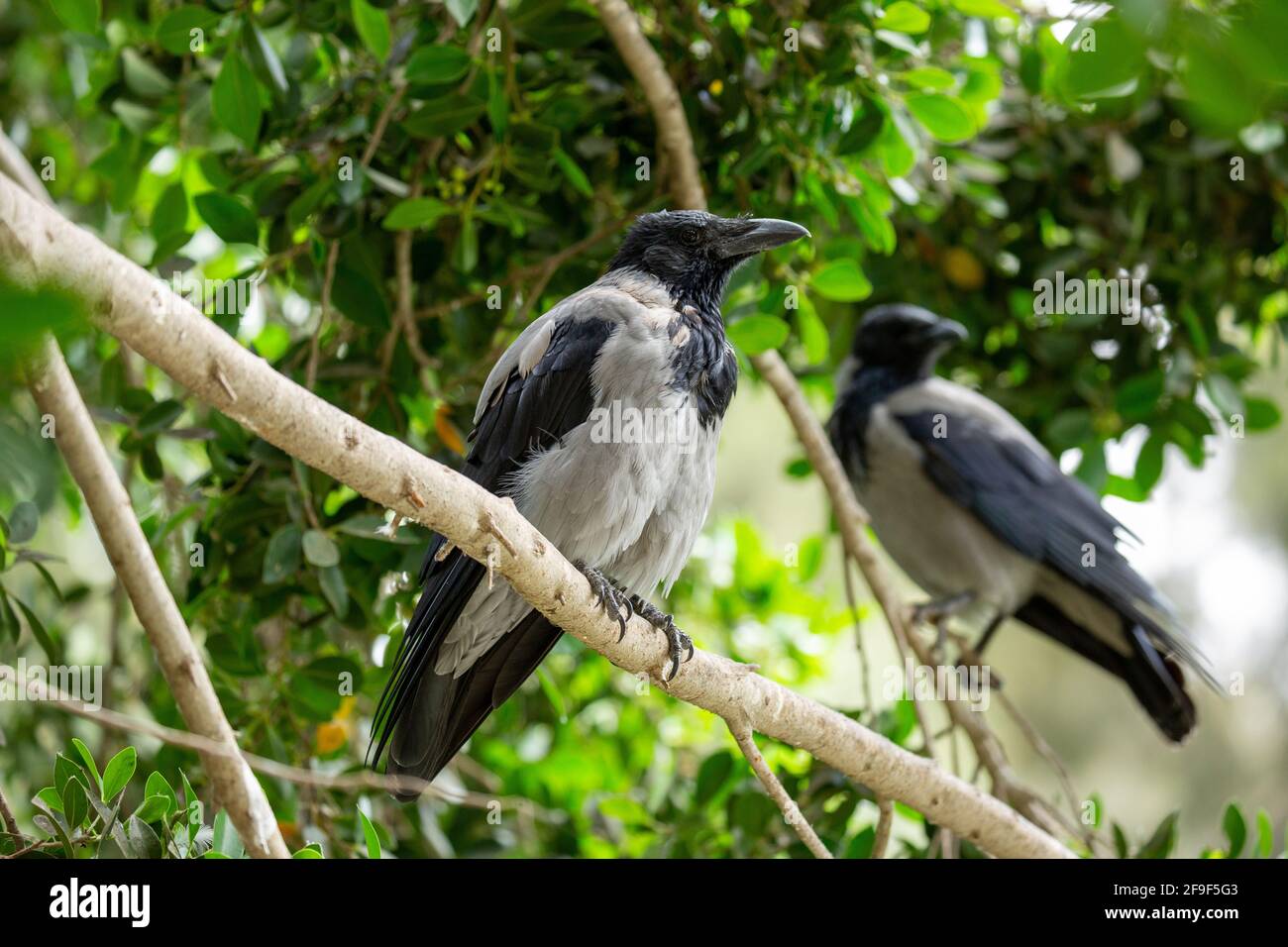 Hooded crow (Corvus cornix) perched on a branch The hooded crow is a ...