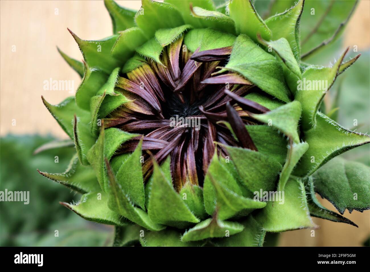 Sunflower emerging hi-res stock photography and images - Alamy