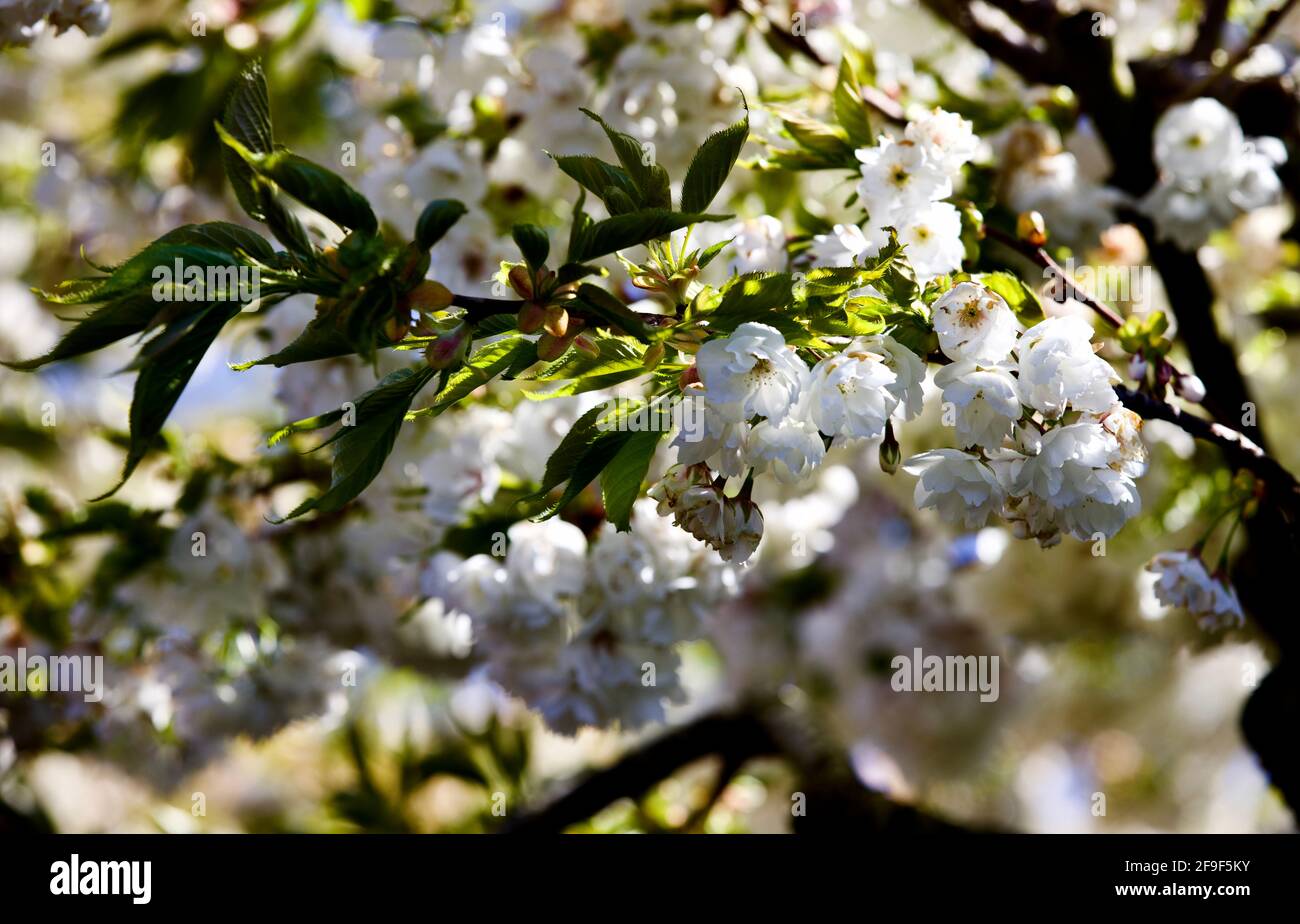Prunus taihaku flowers hi-res stock photography and images - Alamy