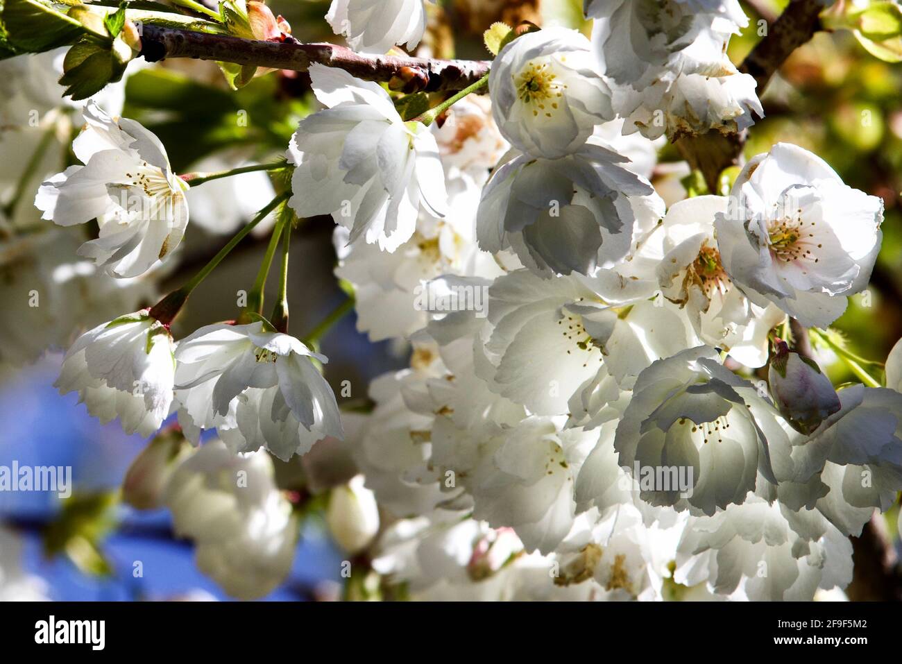 Prunus taihaku flowers hi-res stock photography and images - Alamy