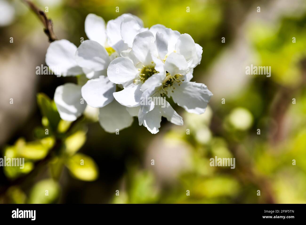 Exochorda x macrantha 'The Bride' pearl bush Stock Photo - Alamy