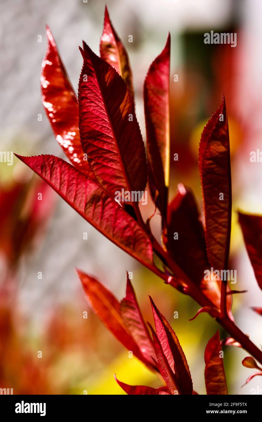 Photinia × fraseri 'Red Robin' Bright red new spring foliage Stock ...