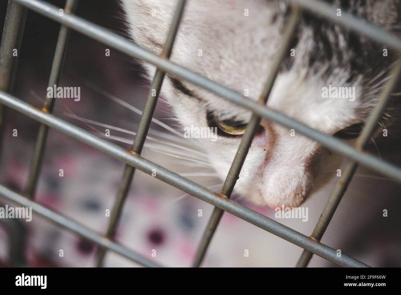 Welded wire hi-res stock photography and images - Alamy