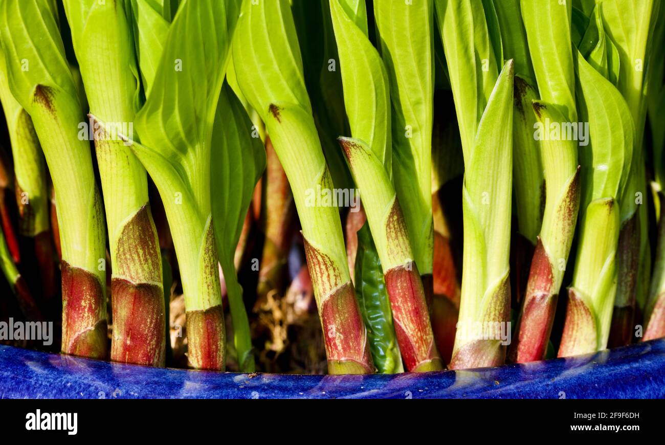 Hosta leaves emerging in early spring Stock Photo - Alamy