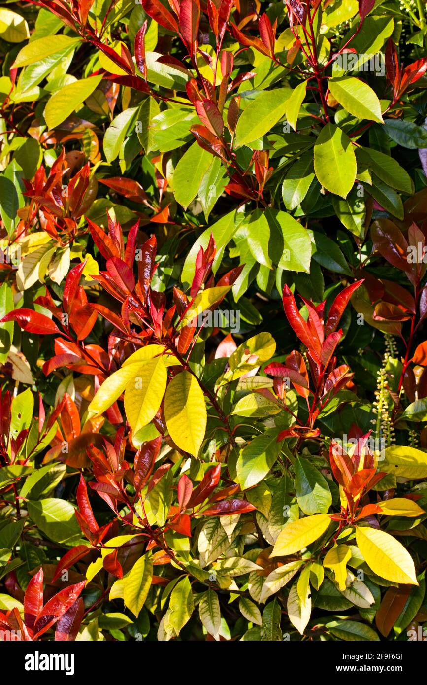 Photinia × fraseri 'Red Robin' Bright red new spring foliage Stock ...