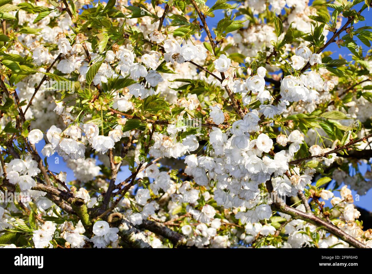 Prunus 'Tai-haku' Great White Cherry Tree Stock Photo - Alamy