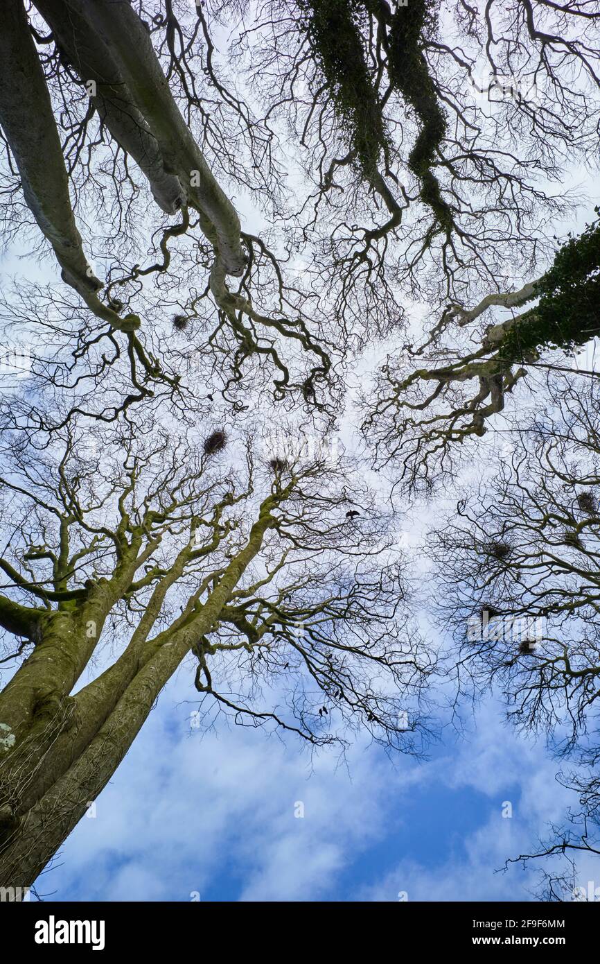 Looking up into a rookery with nests in tall trees Stock Photo - Alamy