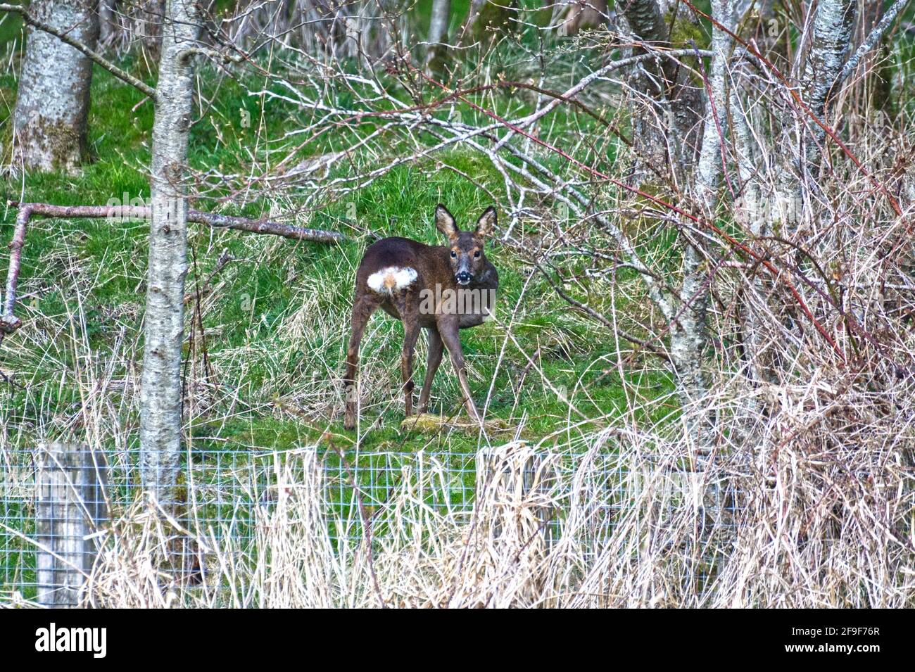 Western roe deers hi-res stock photography and images - Alamy
