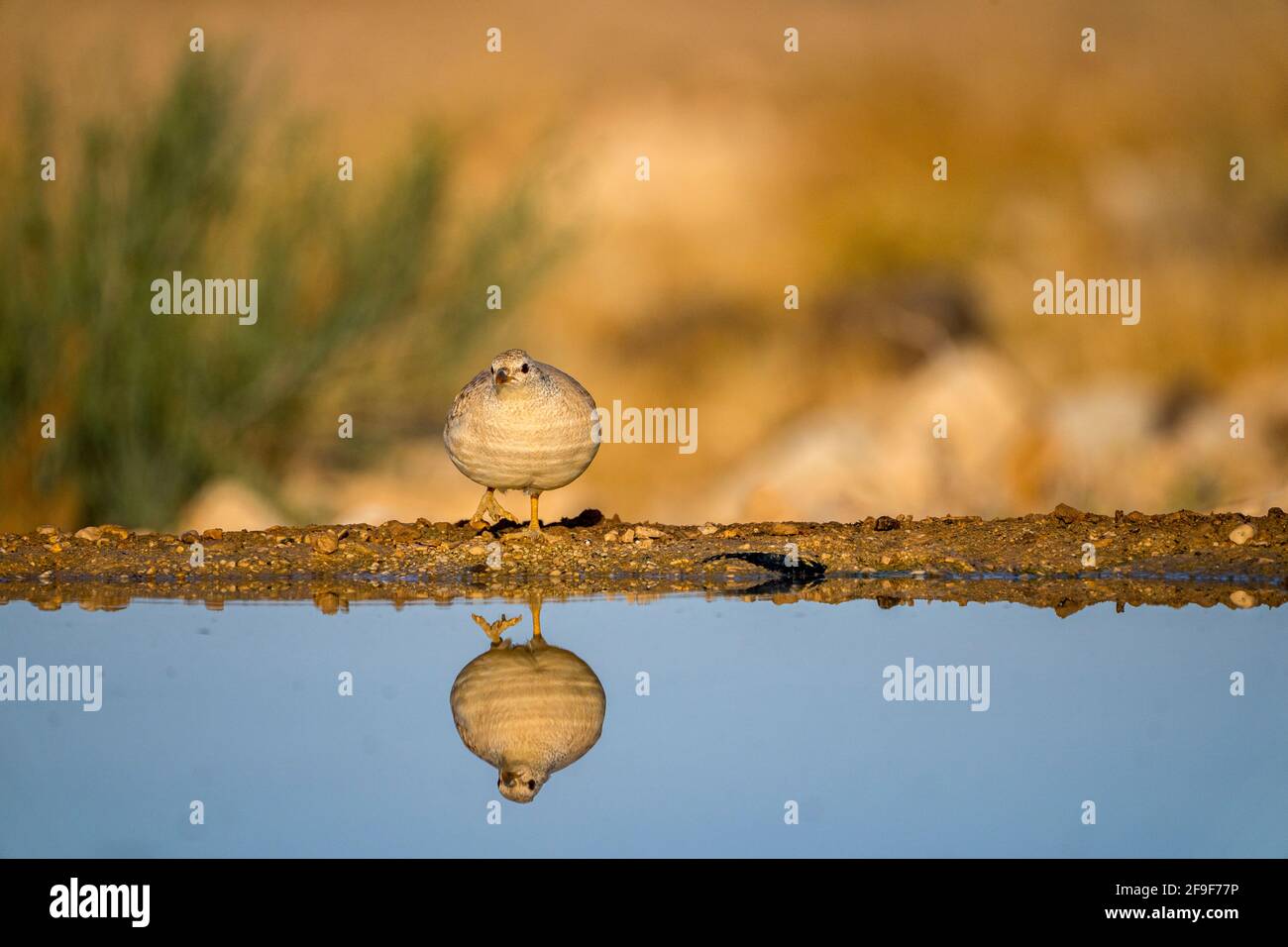 chicks of a sand partridge (Ammoperdix heyi) is a gamebird in the ...