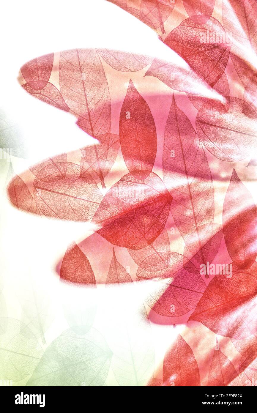 Gerbera leaves hi-res stock photography and images - Alamy