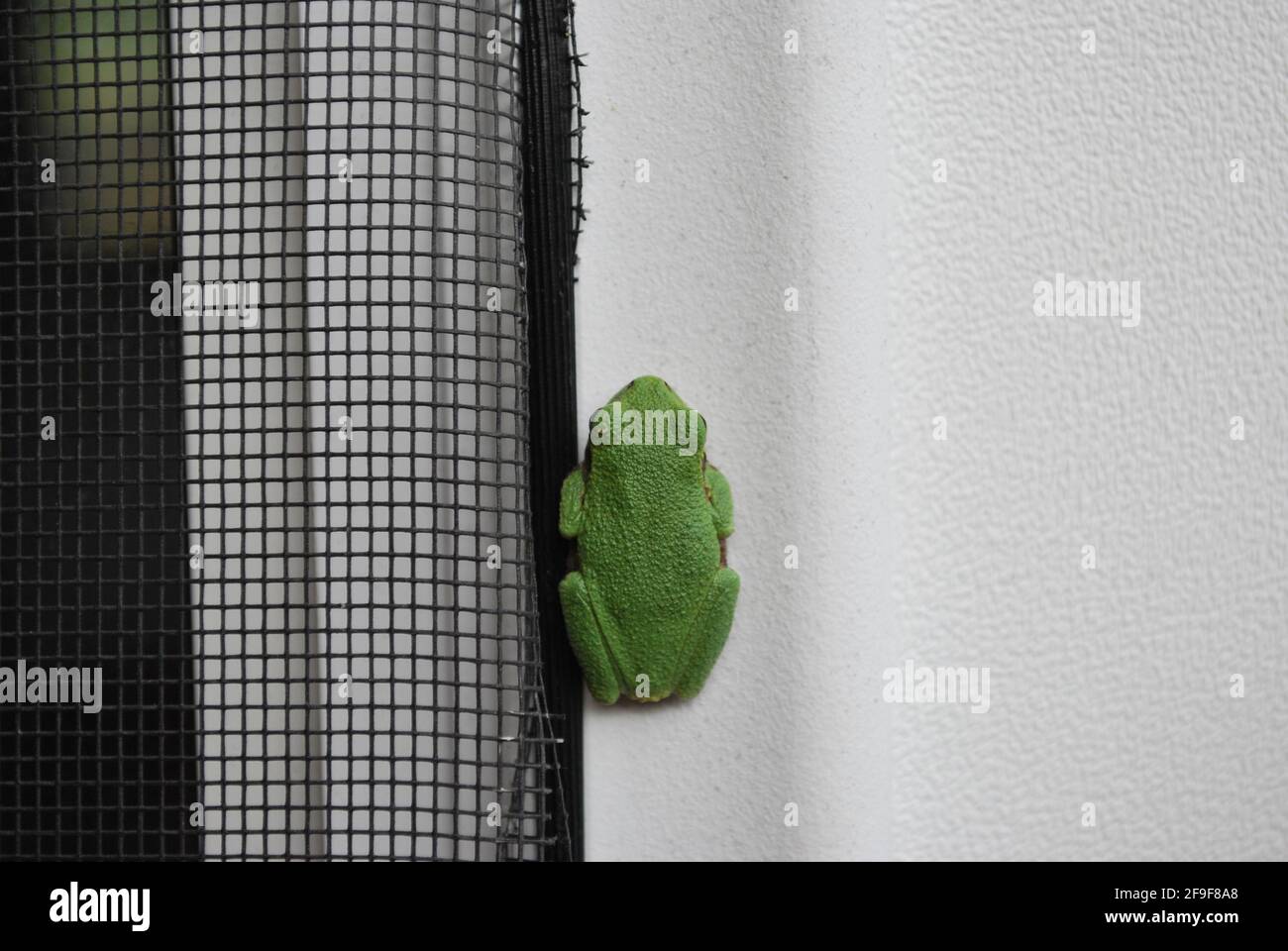 Midwest frogs hi-res stock photography and images - Alamy