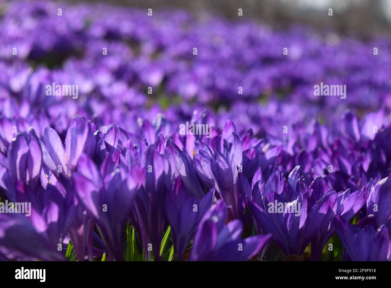 Purple crocus field flowers. Beautiful spring background Stock Photo ...