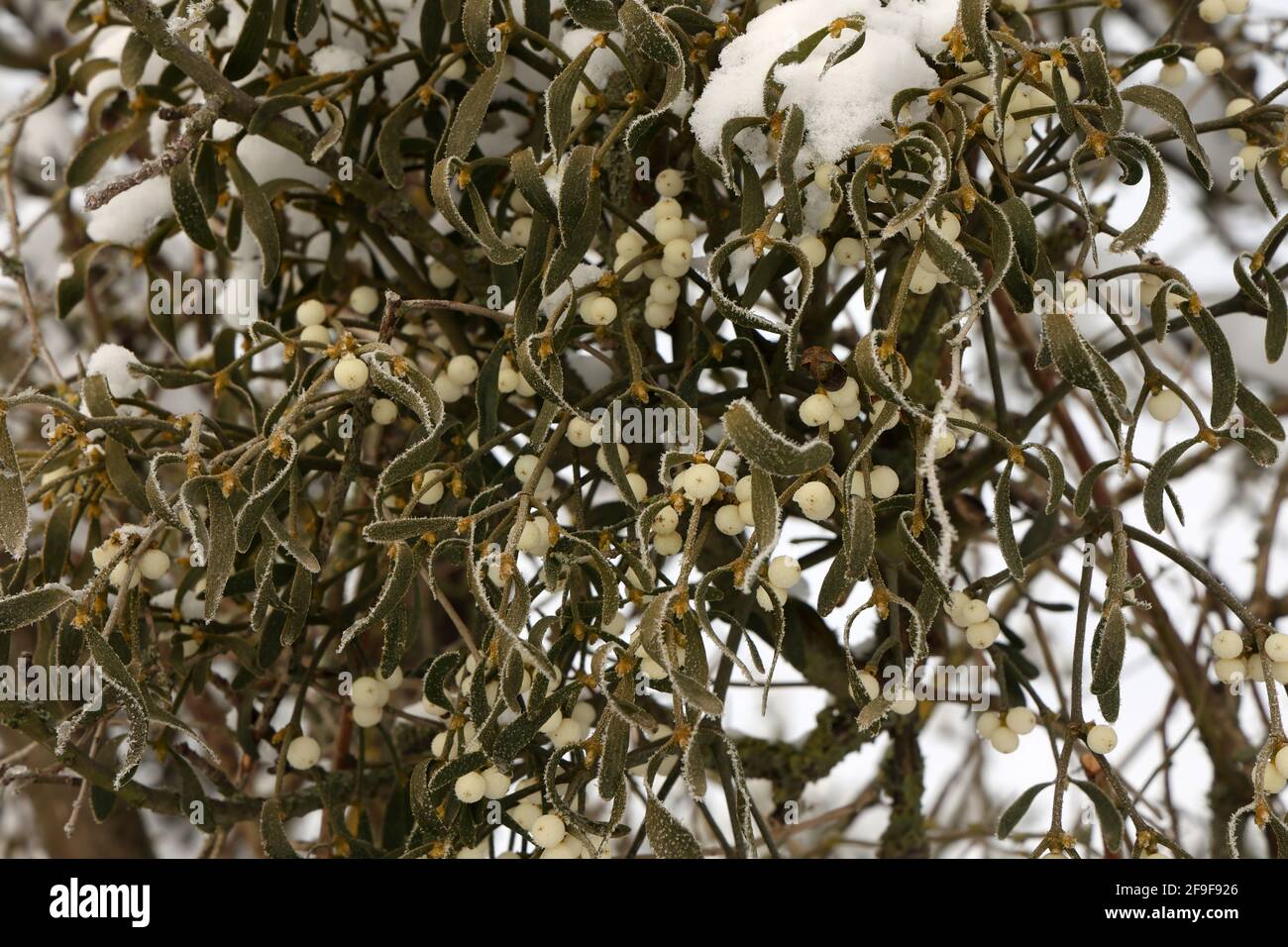 Hanging mistletoe hi-res stock photography and images - Alamy