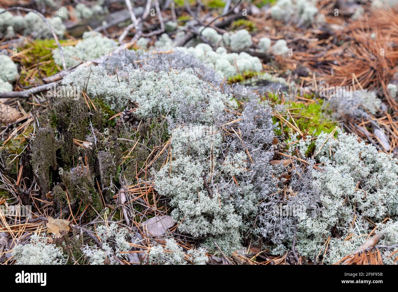close-up on blue moss on the ground in the forest among the grass and ...