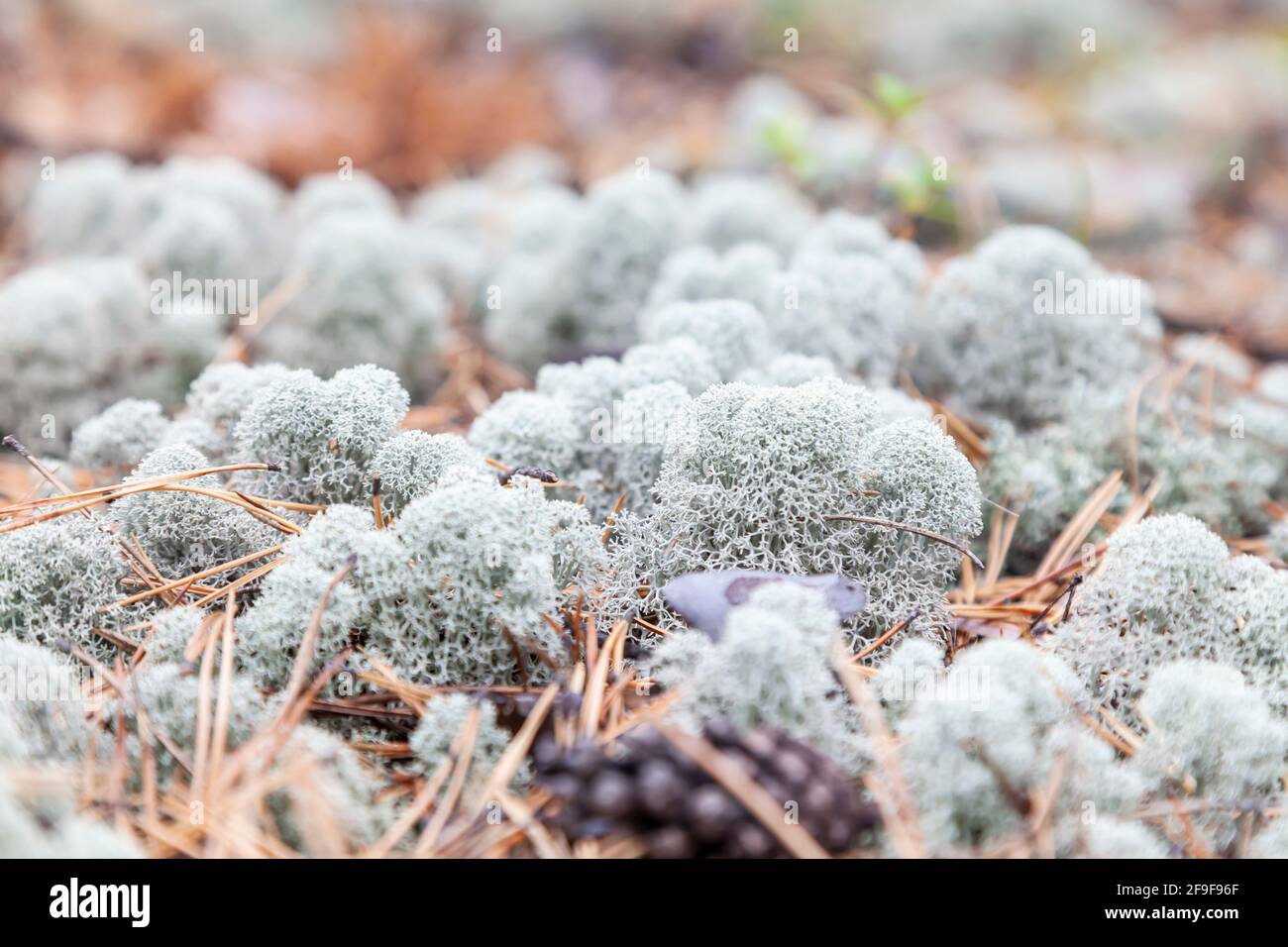 close-up on blue moss on the ground in the forest among the grass and ...