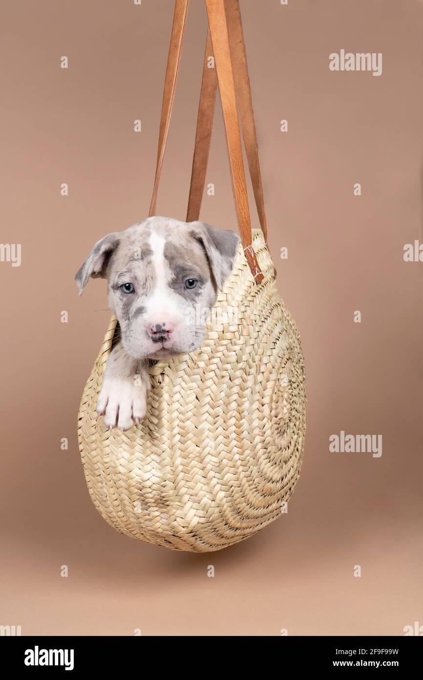 A purebred American Bully or Bulldog pup with blue and white fur ...