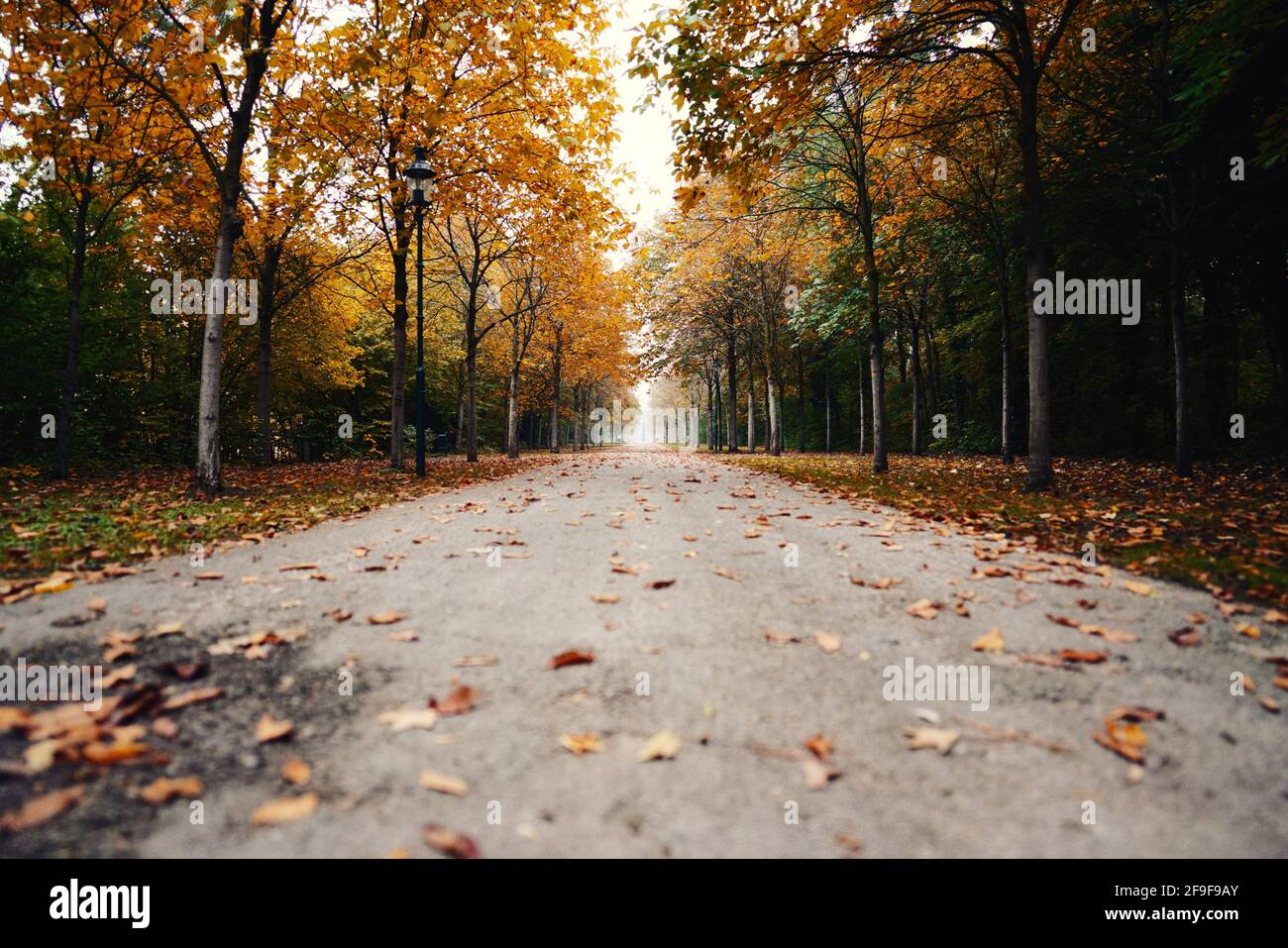 A breathtaking view of a park during fall - paved street in a park with ...