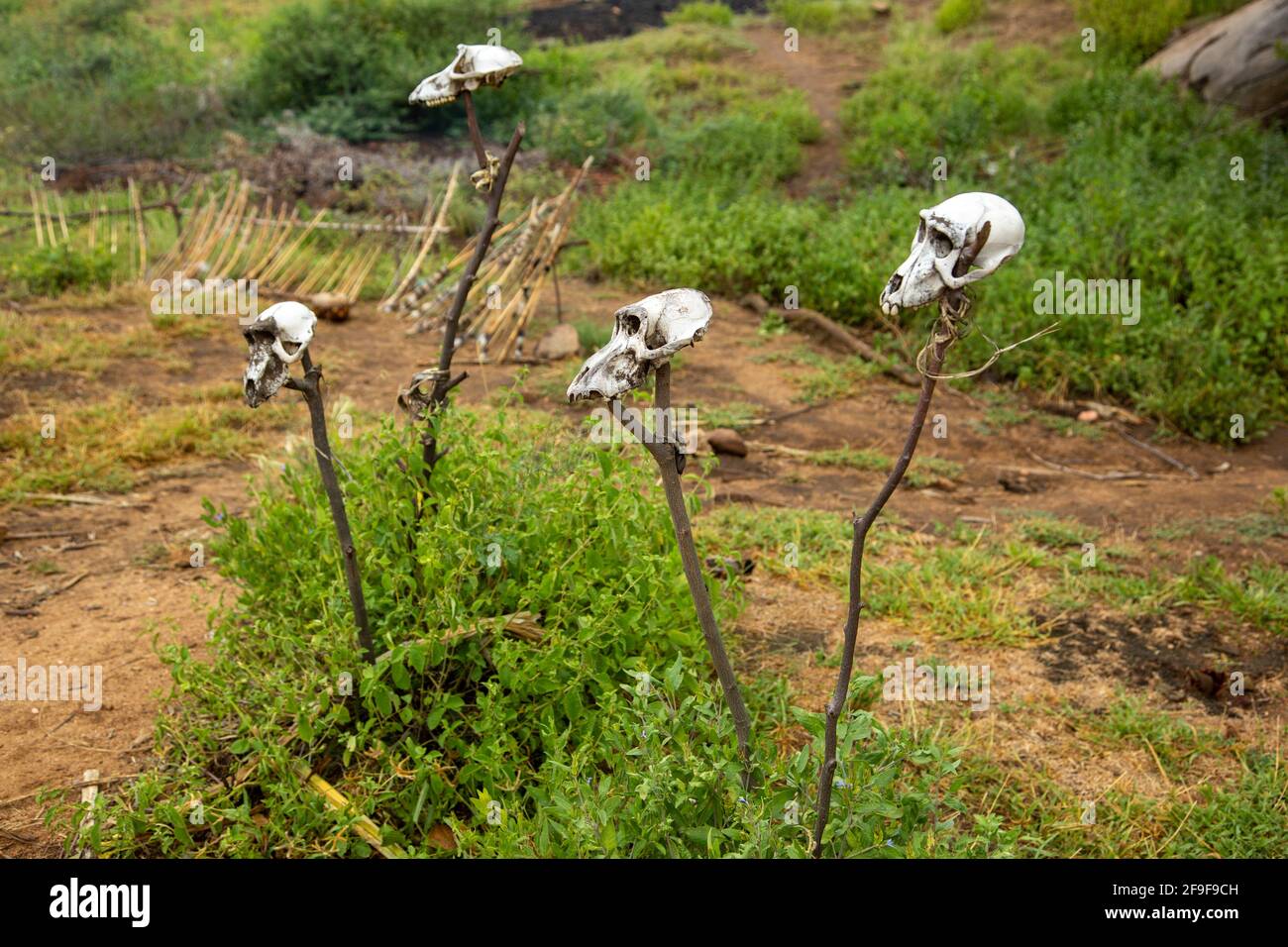 hunting trophies Baboon skulls in the Hadzabe village The Hadza, or ...