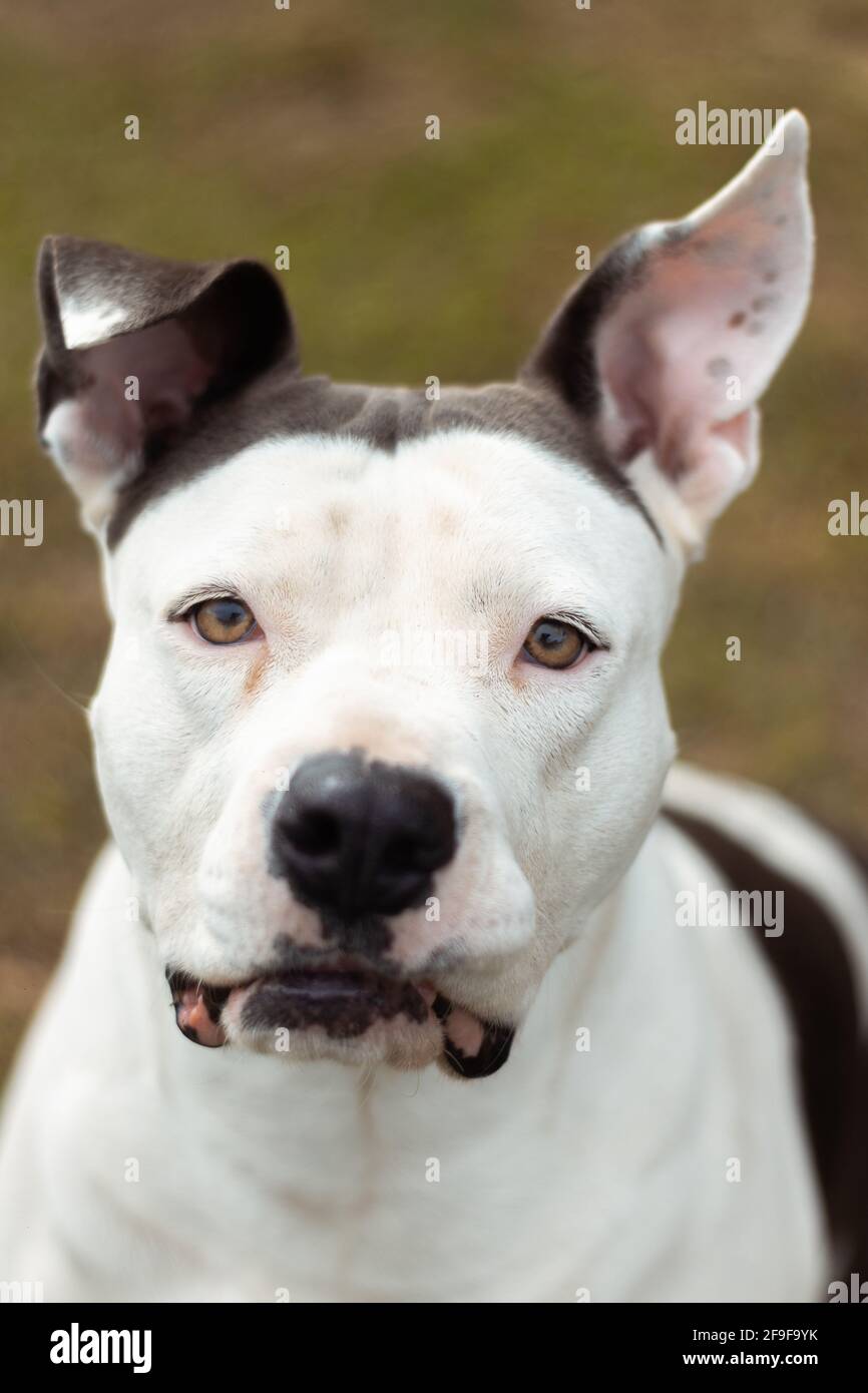 A vertical shot of the face of a Dogo Argentino with black and white ...