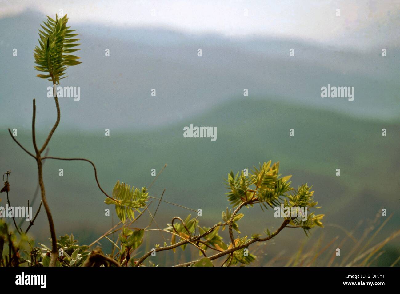 A shallow focus of plants in a field on a gloomy day Stock Photo - Alamy