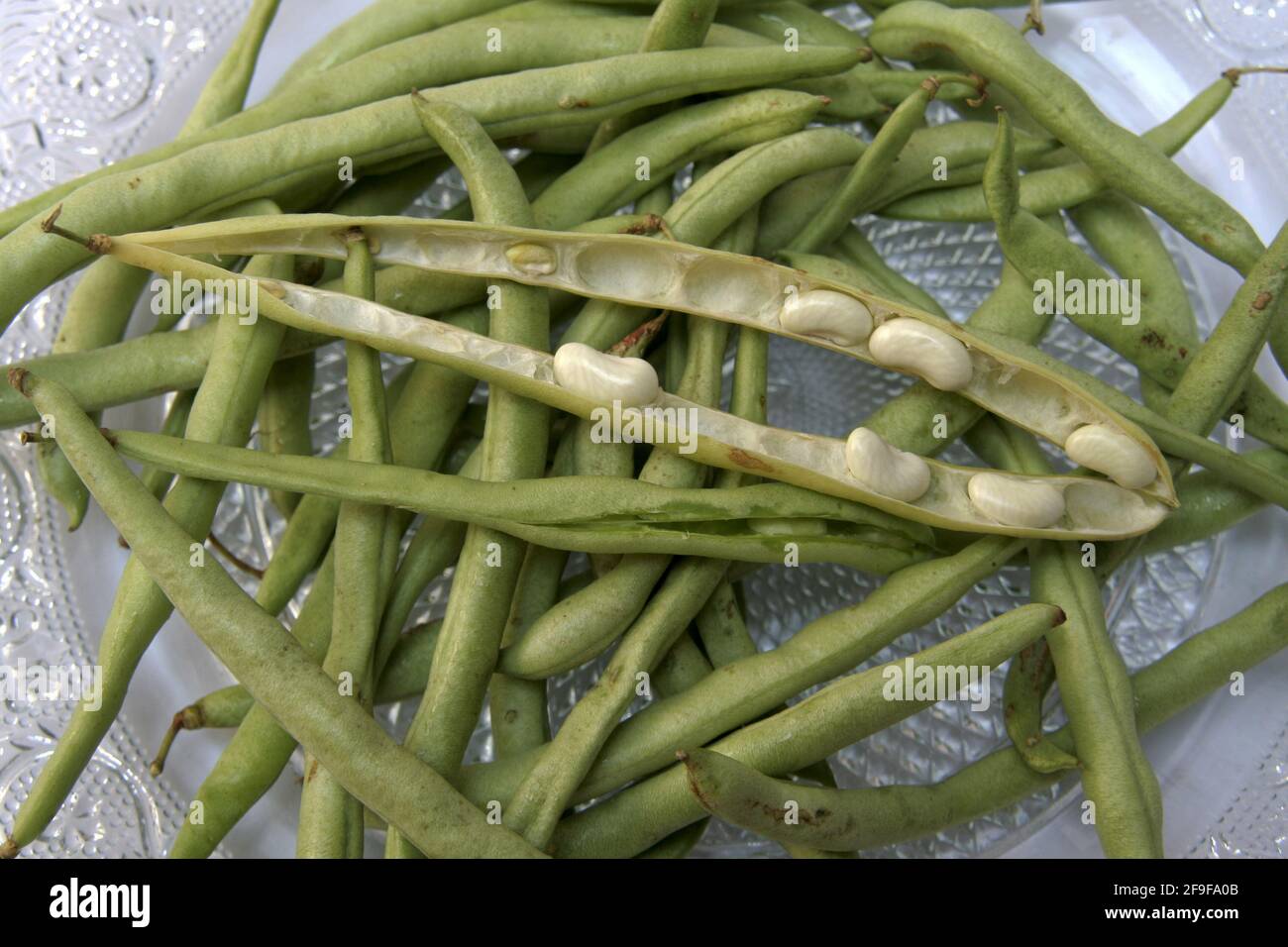 Long seed pods hi-res stock photography and images - Alamy