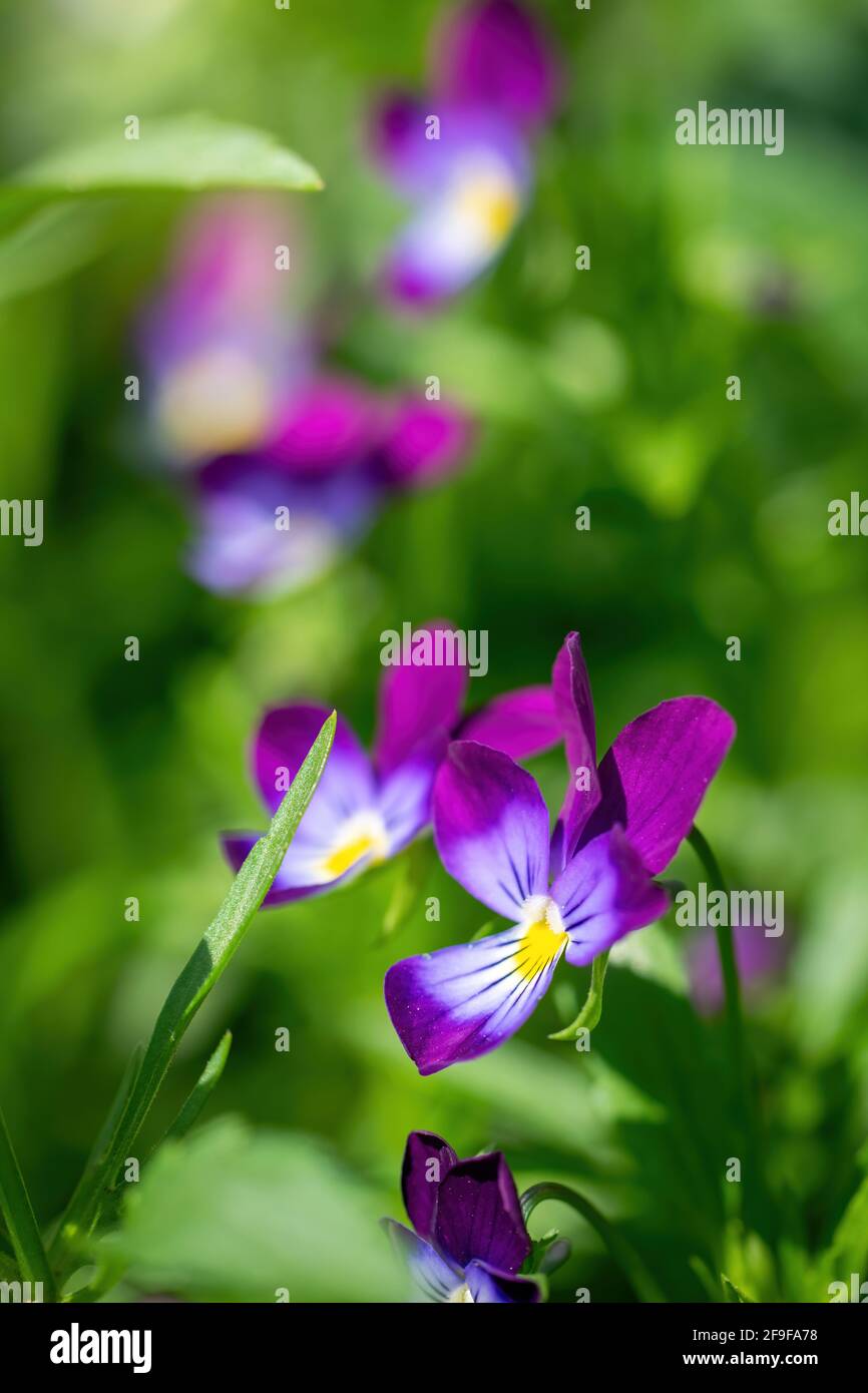 Violet marigold flowers hi-res stock photography and images - Alamy