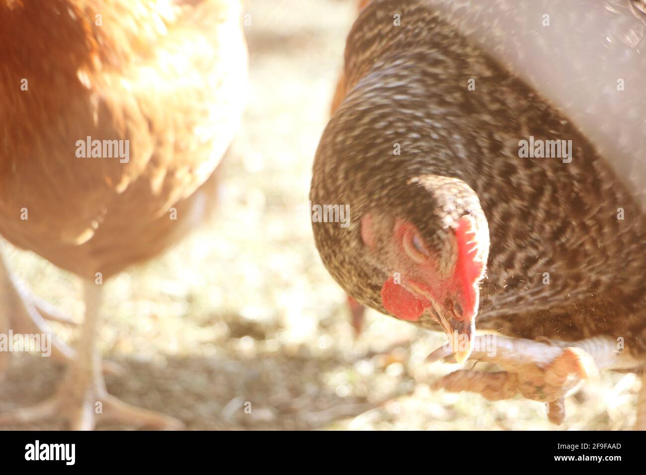 Hens in a free range farm. Red hen and speckled hen peck grains ...