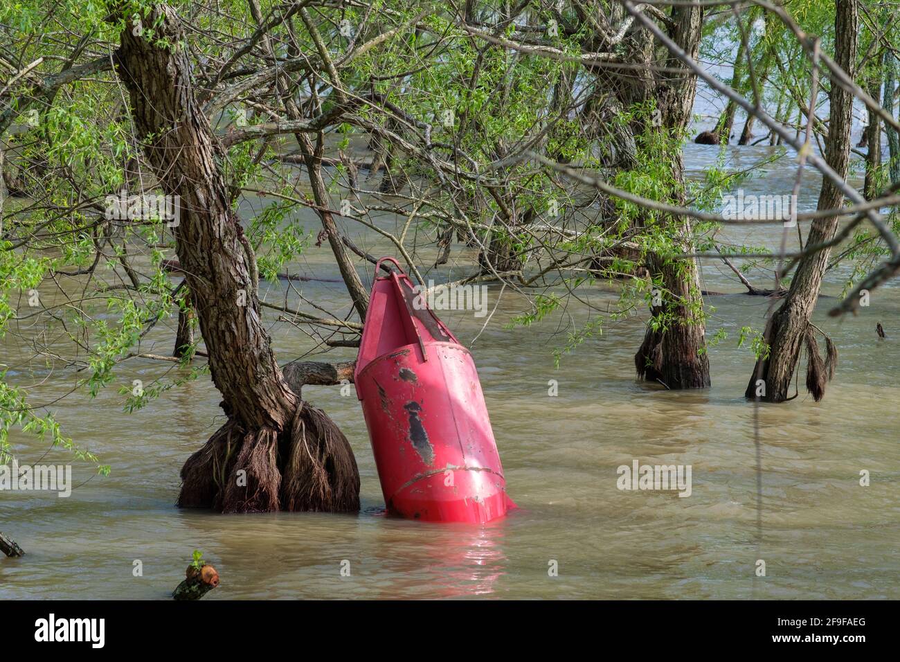 Red buoy floats up against a tree along the shore of the flooded ...
