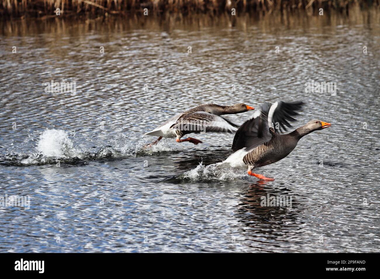 Two Greylag Geese taking Flight from a Pond Stock Photo - Alamy