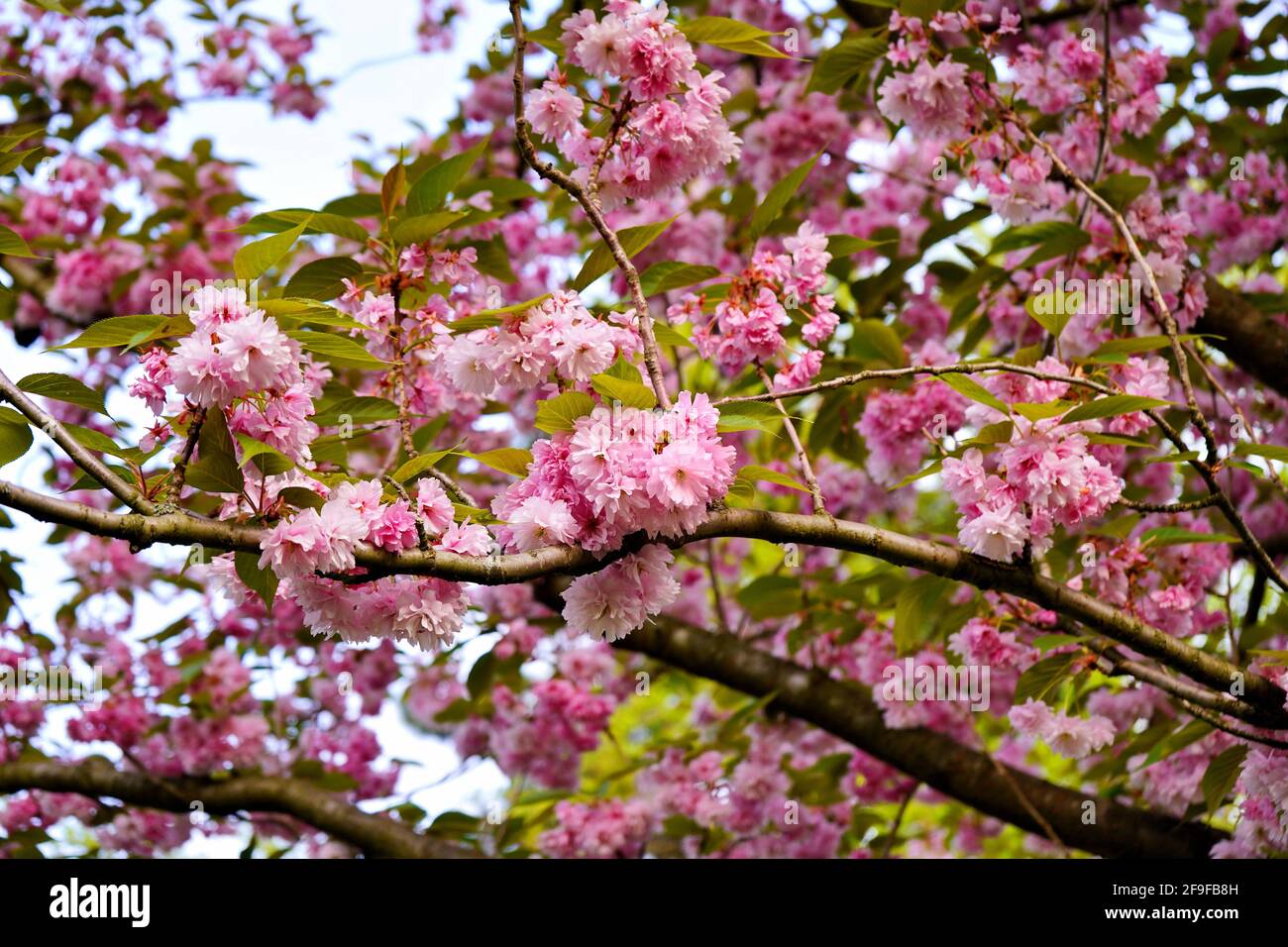 Blooming pink cherry blossom tree Stock Photo - Alamy