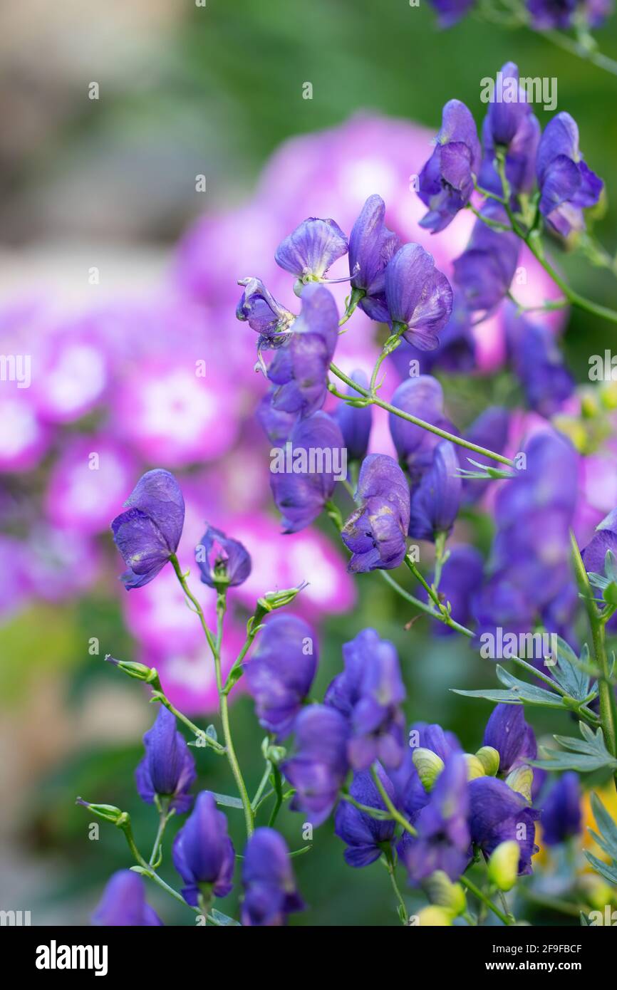 Monkshood flower bee hi-res stock photography and images - Alamy