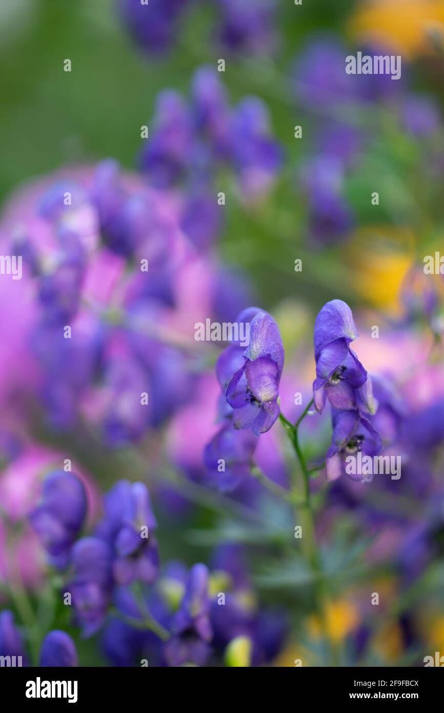 Aconite flower commonly known as aconitum, monkshood, wolf Stock Photo ...