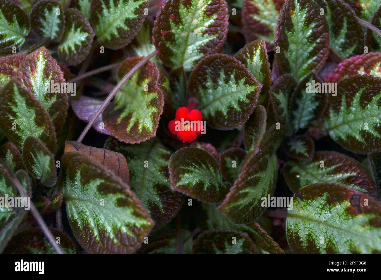 Plant flower in the garden. Location Banjar,west java, indonesia Stock ...