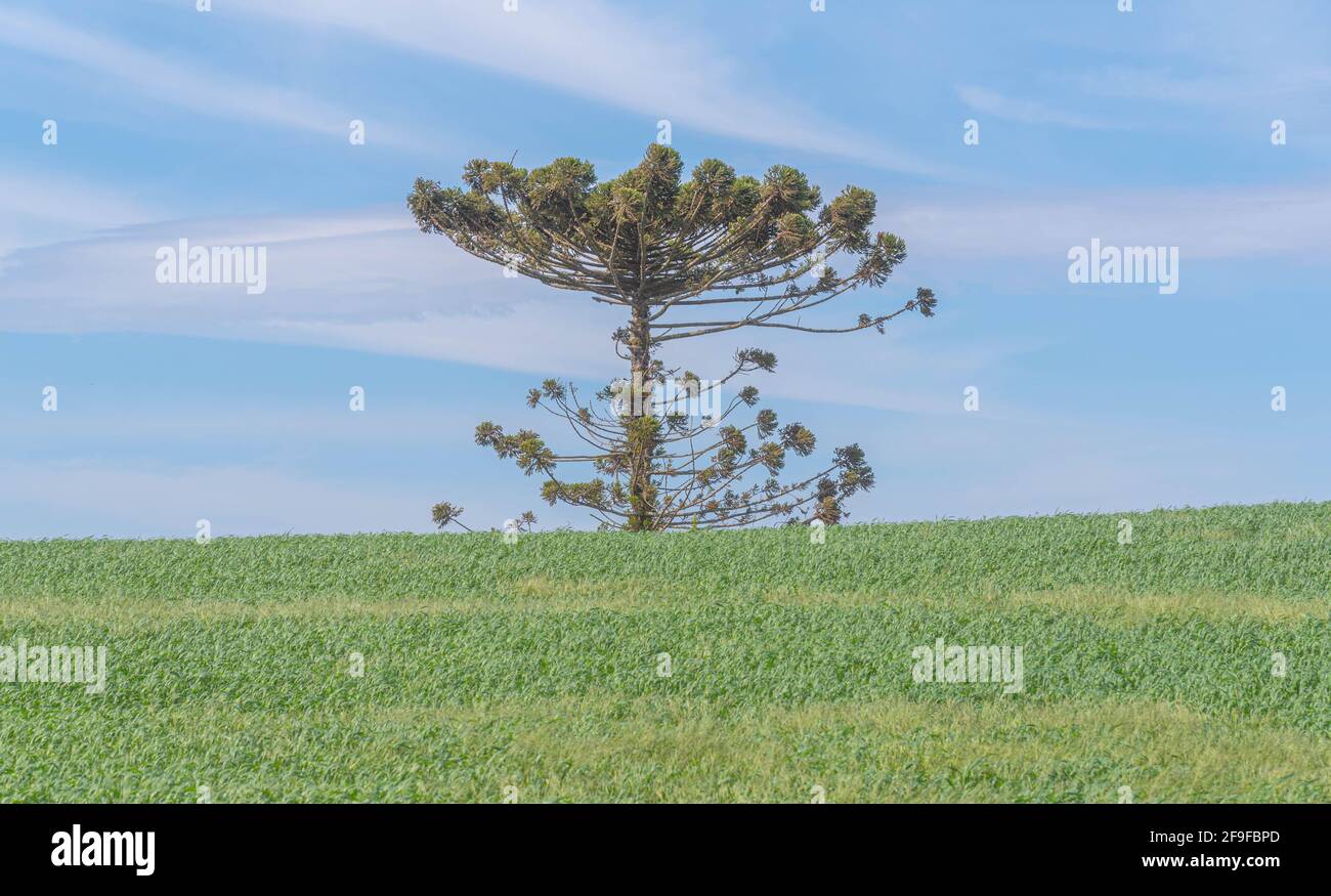 Auaucária angustifolia tree in pasture and agricultural production ...