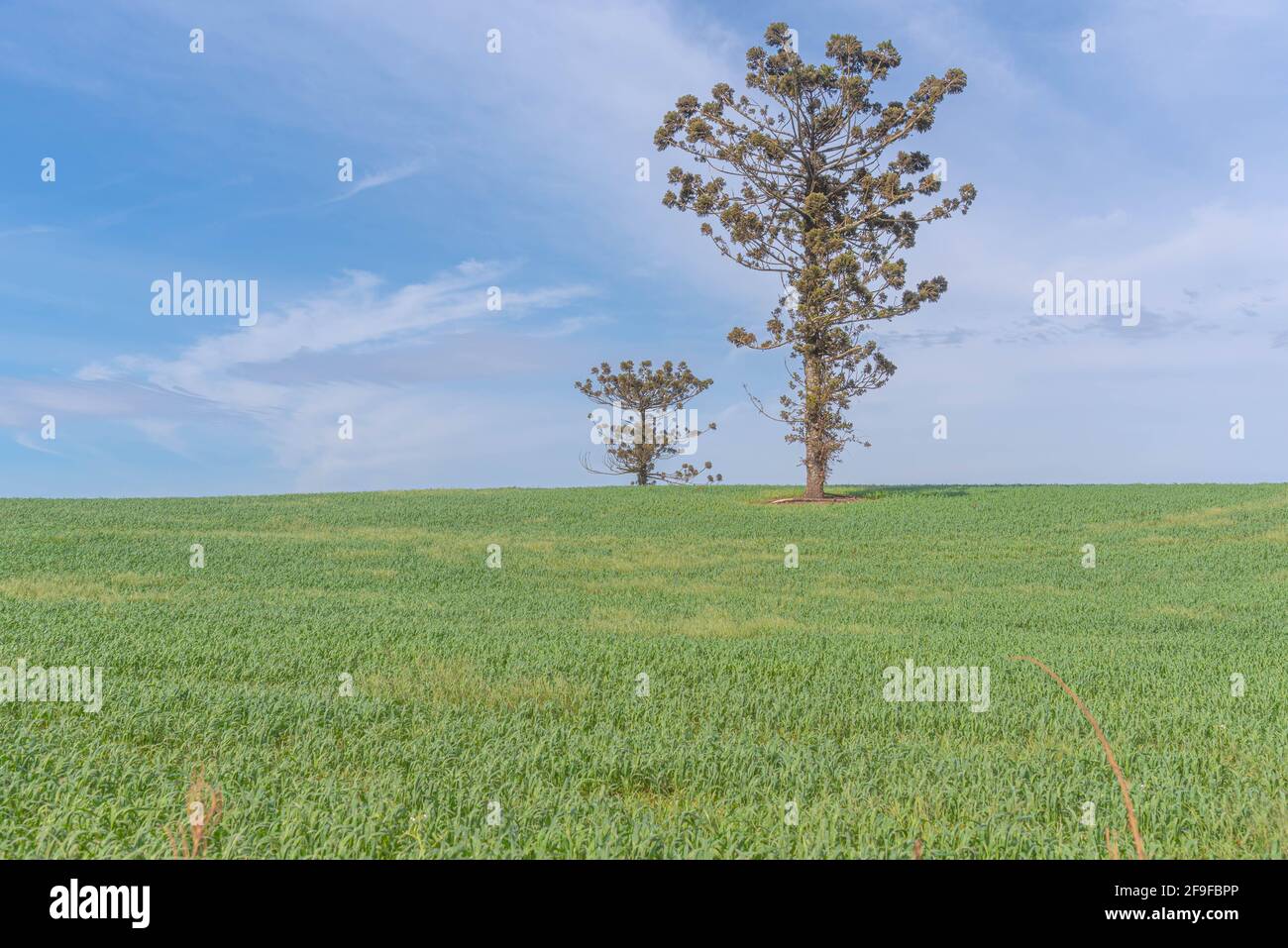 Auaucária angustifolia tree in pasture and agricultural production ...